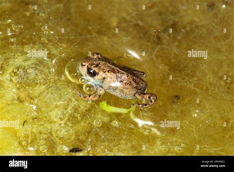 Natterjack Toad Natterjack Toads Bufo Calamita Amphibians Other