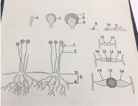 Biol 2p96 Fungi Lab Exam Flashcards Quizlet