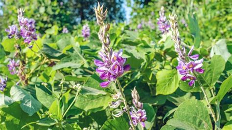 12 Invasive Plants You Must Remove Asap From Your Yard