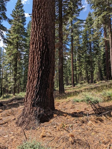 Pinus Lambertiana Calflora
