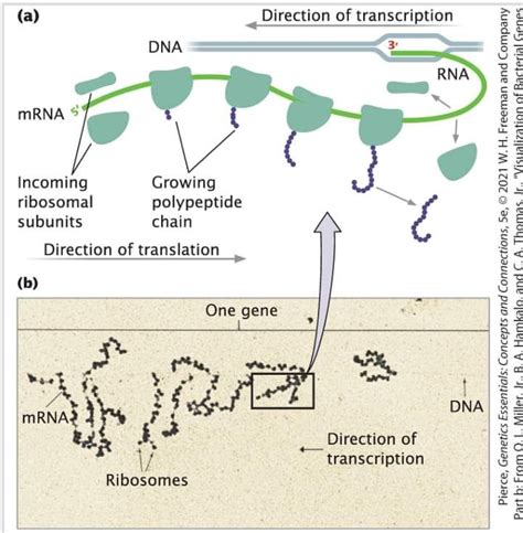 Hanaa Fayed On Linkedin Polyribosomes ‼ In Both Prokaryotic And Eukaryotic Cells Mrna Molecules…