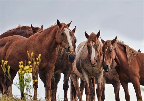 What Is A Mustang Horse Comprehensive Guide On The Wild Breed