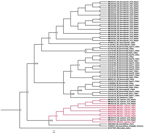 Bayesian Mcmc Consensus Tree Of Musk Deer Based On The Mtdna Control Download Scientific