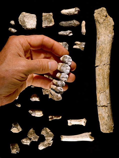 Fossil Discovery Fills Gap In Human Evolution