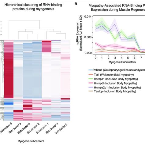 Cluster Specific Rna Binding Protein Expression Is Temporally Defined Download Scientific