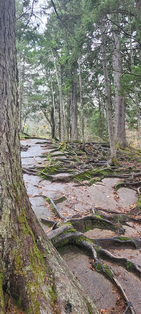 Best Trees Suck Images On Pholder Trees Sucking On Things Mildlypenis And Cremposting