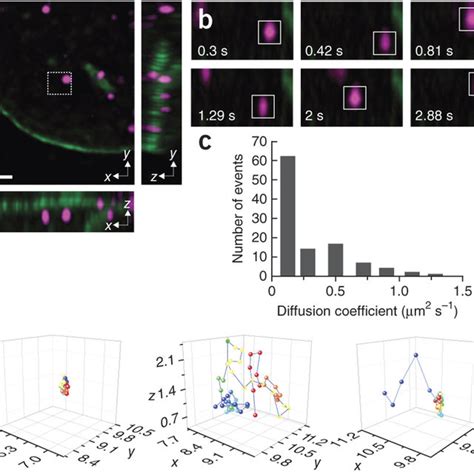 Pdf Fast Multicolor 3d Imaging Using Aberration Corrected Multifocus Microscopy
