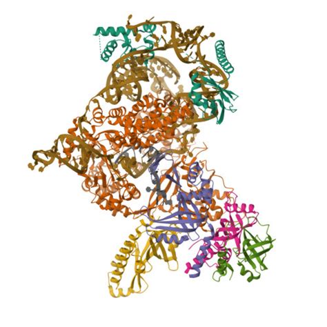 Rcsb Pdb 7uy6 Tetrahymena Telomerase At 2 9 Angstrom Resolution