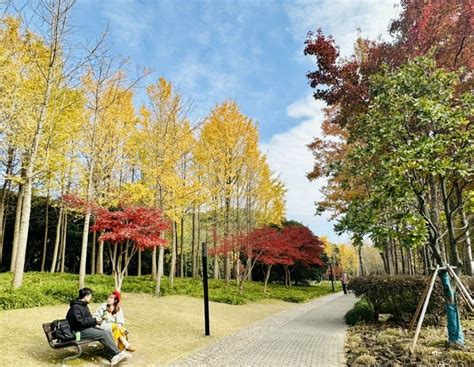 世纪公园银杏红枫进入最佳观赏期漫步树下脚踩落叶美不胜收