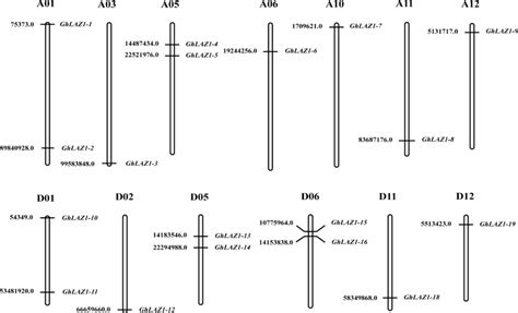 Chromosomal Location Of The Ghlaz1 Genes In The G Hirsutum Genome