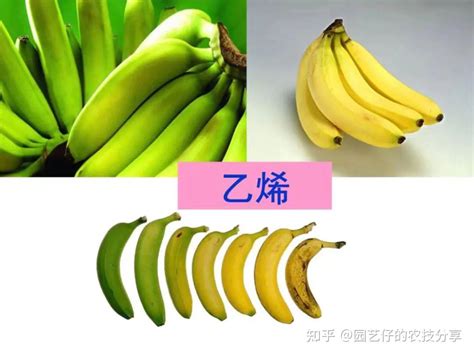 农学笔记：第二十六篇（植物激素的作用） 知乎