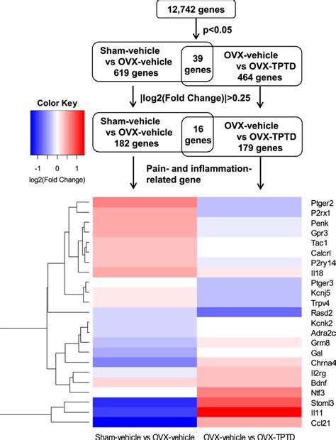 An Analytical Flowchart Of Gene Expression Analyses By RNA Seq RNA Download Scientific Diagram