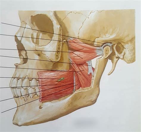 Infratemporal Fossa Diagram Quizlet