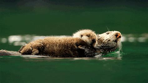 Spy In The Wild A  By Pbs Find And Share On Giphy