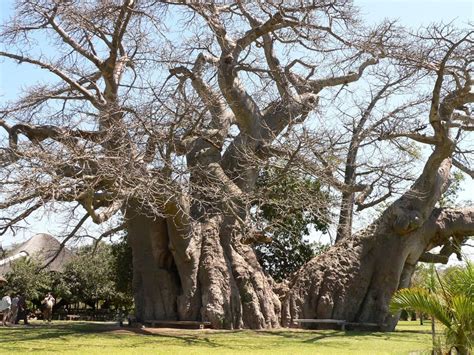 🔥 The Sagole Baobab Is The Largest Baobab Tree In South Africa It Is