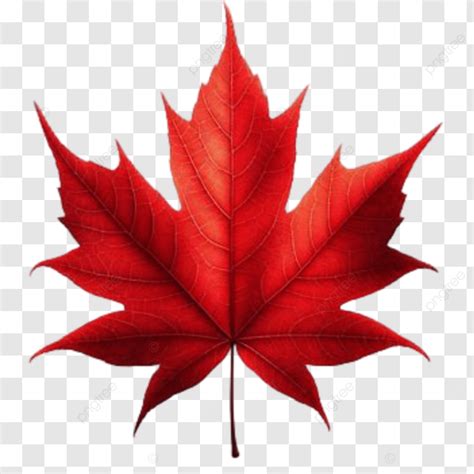 단풍잎 분리 단풍잎은 배경 없이 분리됩니다 잎 떨어지다 Png 일러스트 및 이미지 에 대한 무료 다운로드 Pngtree