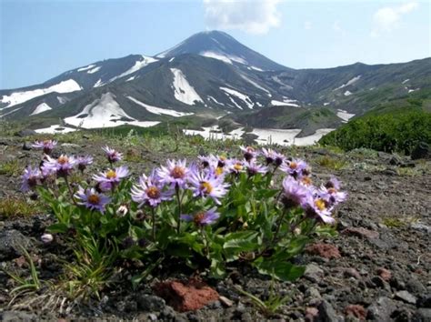 Пазл «Камчатка вулканов край из 204 элементов Собрать онлайн пазл №265222