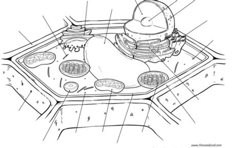 Biol1230 Plant Cell Diagram Quizlet