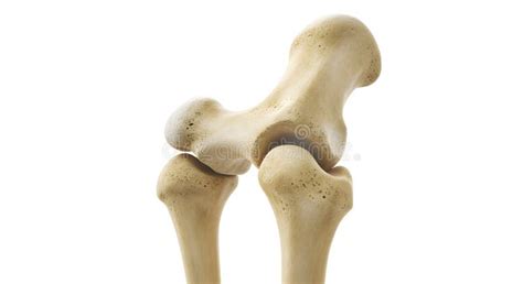Detailed Anatomy Of A Human Knee Joint Femur Tibia And Fibula Articulation Stock Illustration