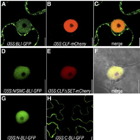 Subcellular Localization Of Full Length And Truncated Versions Of Bli Download Scientific