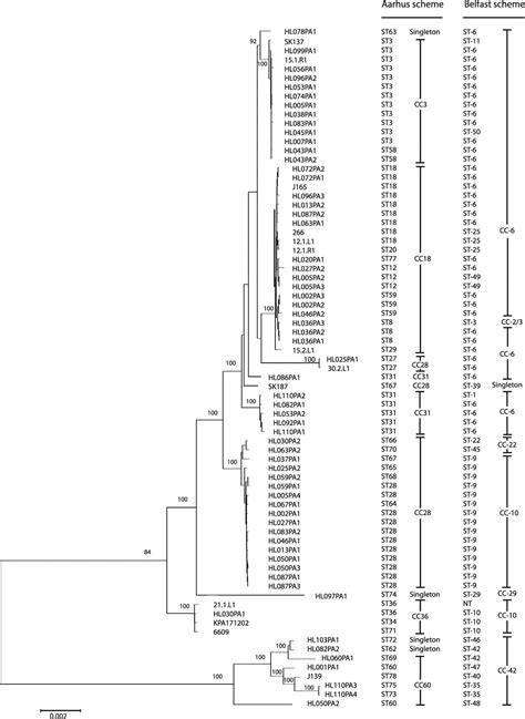 Multilocus Sequence Typing And Phylogenetic Analysis Of Propionibacterium Acnes Journal Of