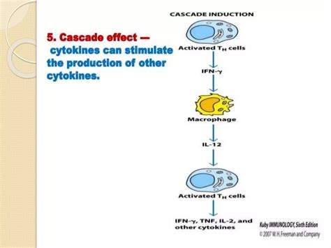 Cytokine And Chemokines Ppt Pptx