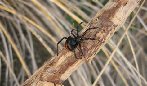 Katipo Spider Facts Bite And Habitat Information