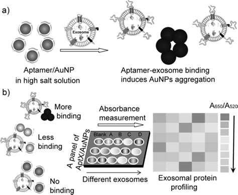 Aptameraunp Biosensor For Colorimetric Profiling Of Exosomal Proteins