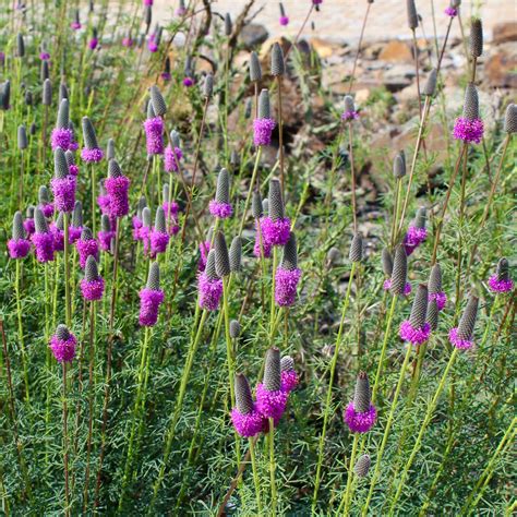 Prairie Clover Flower Seeds In Packets And Bulk Eden Brothers