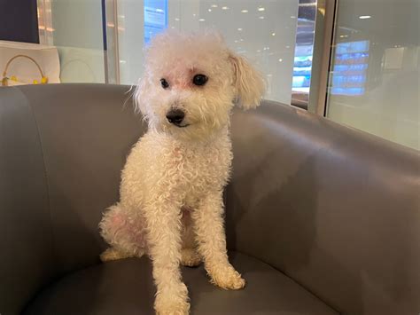 푸들 크림 하이랜드폴드책임분양 애완견책임분양 반려견책임분양 소형견키우는방법 중형견키우는방법 대형견키우는방법 미니비숑프리제키우는방법 토이푸들키우는방법 골든리트리버키우는방법