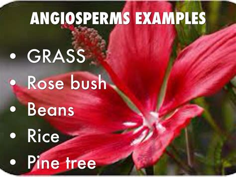 Angiosperms Definition And Examples