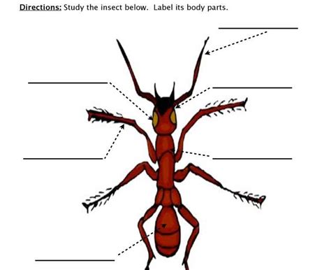 Anatomy Of A Grasshopper A Detailed Diagram