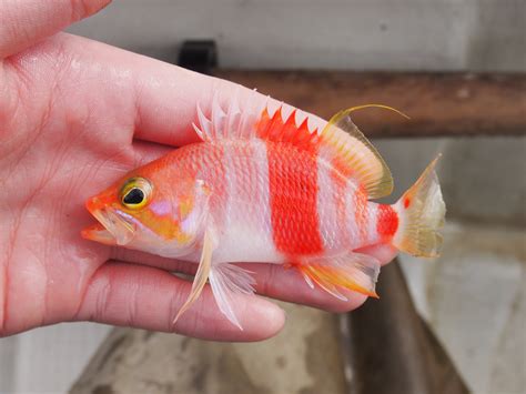 イズハナダイ属 WEB魚図鑑