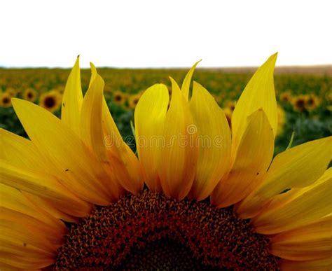 Nude In Sunflower Field V Stock Image Image Of Mood Caucasian 247503