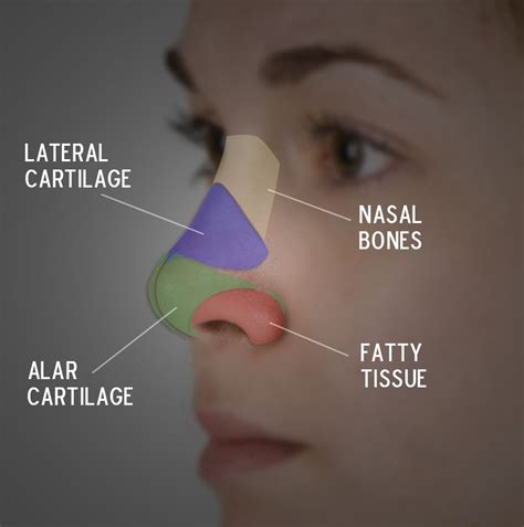 Structure Of Nose In 2025 Nose Nose Shapes Aesthetic Medicine