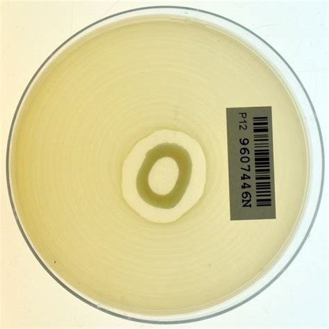 Structural Diagrammatic Comparison Between Vancomycin And Gentamycin Download Scientific
