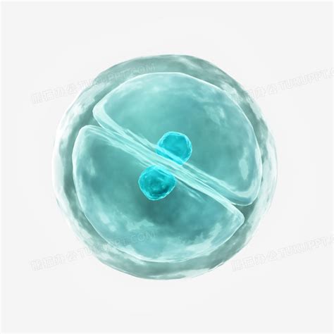 显微镜下的细胞真菌生物结构png图片素材下载 细胞png 熊猫办公