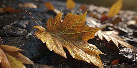 Leaf Texture With Autumn Colors Background Autumn Tree Leaf Texture Background Image And