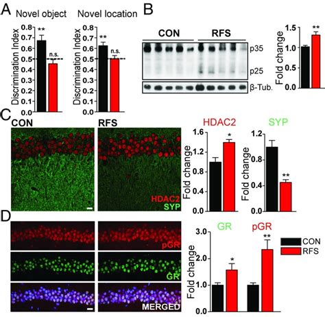 Basolateral Amygdala Bidirectionally Modulates Stress Induced Hippocampal Learning And Memory