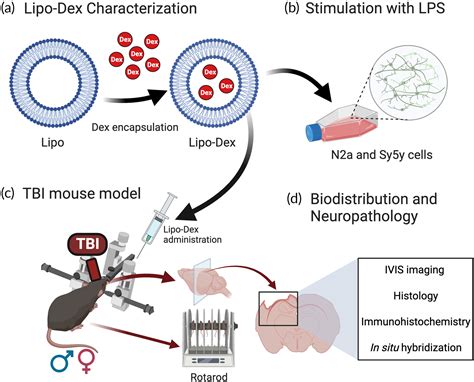Sex‐dependent Improvement In Traumatic Brain Injury Outcomes After