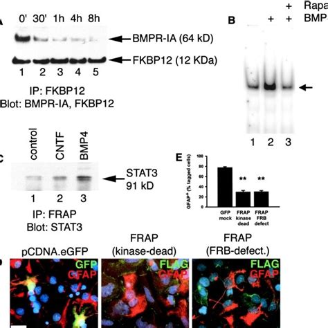 Bmp4 Causes Smad Activation In Both Low And High Density Stem Cell