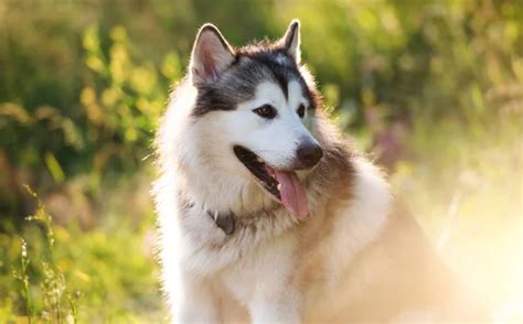 Alaskan Malamute Corgi Mix