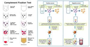Complement Fixation Test Principle Procedure Results Types