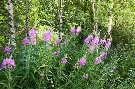 꽃이 피는 버드 나무 허브 또는 피는 샐리 숲에서 버드 나무 식물의 야생 약용 허브 차 버드 나무 허브 0명에 대한 스톡 사진 및 기타 이미지 Istock