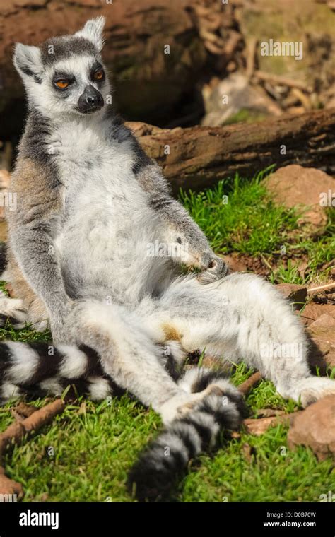 Ring Tailed Lemur Sunbathing