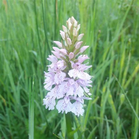 What Is Culm Grassland Devon Culm