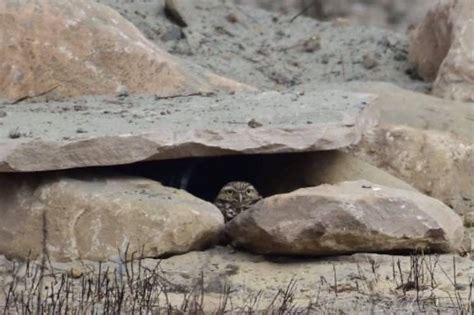 Recreating A Lost Ecosystem The Santa Barbara Independent
