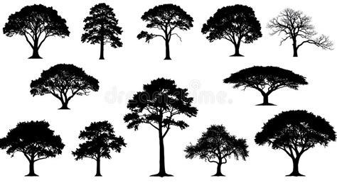 Tree Branch Types Stock Illustrations 2463 Tree Branch Types Stock