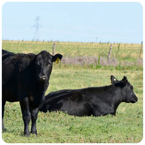 Planting Quality Pasture Grass Seed