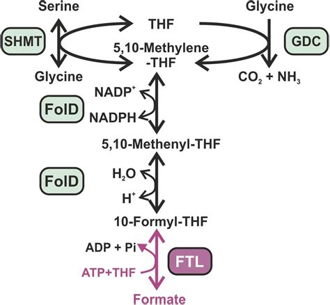 Quantifying The Inputs Of Atp And Nadph And Output Of Pi